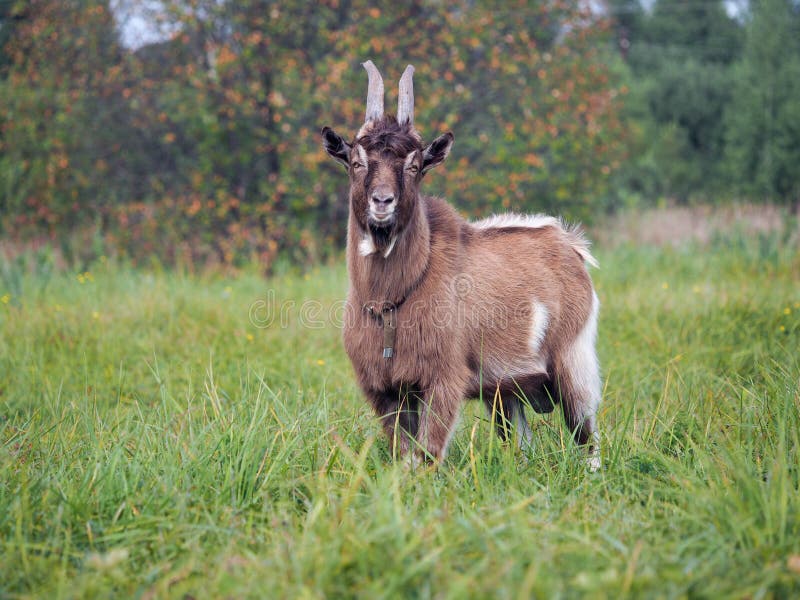 Portrait of a Beautiful Brown Goat Stock Photo - Image of wildlife ...