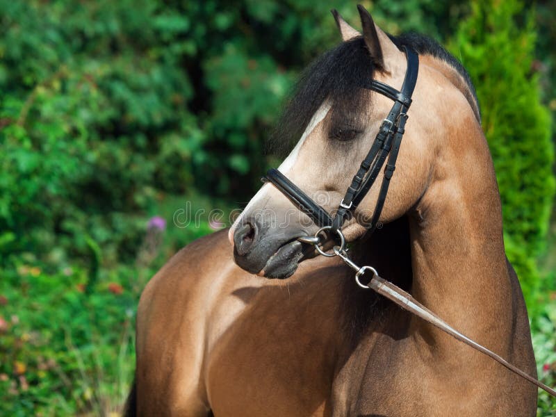 Portrait of Beautiful Buckskin Welsh Pony Stock Photo - Image of sunny ...