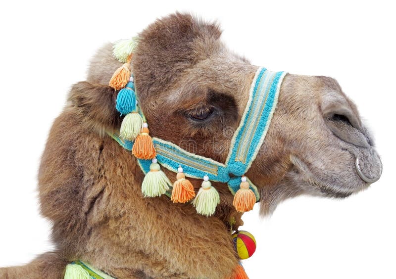 Portrait of the Beautiful Camel on White Stock Photo - Image of exotic ...