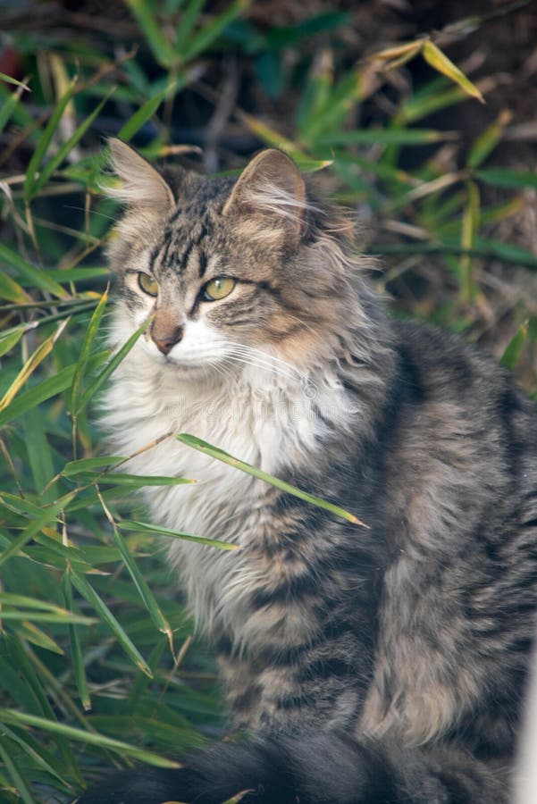 Portrait of a Beautiful Cat Stock Image - Image of animals, nature ...