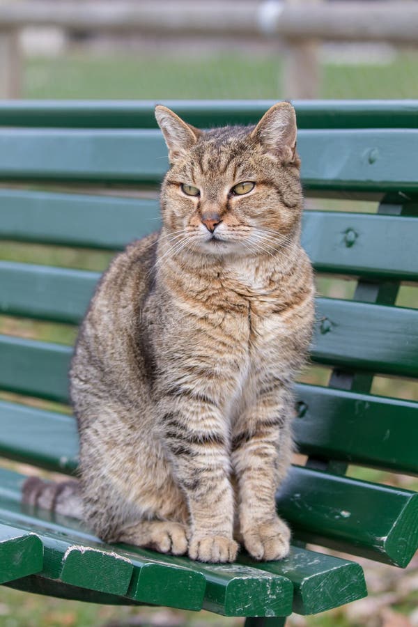 Portrait of a Beautiful Cat Sitting on a Bench Stock Image - Image of ...