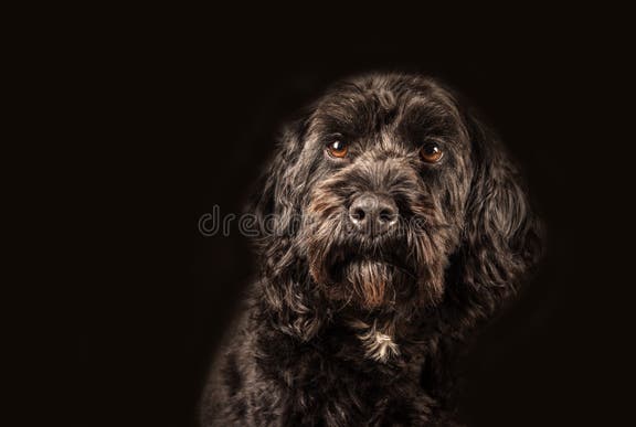Portrait of Beautiful Cockapoo Dog Stock Photo - Image of beautiful ...