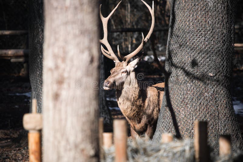 Portrait of Beautiful Common Deer Hiding in Forest Stock Photo - Image ...