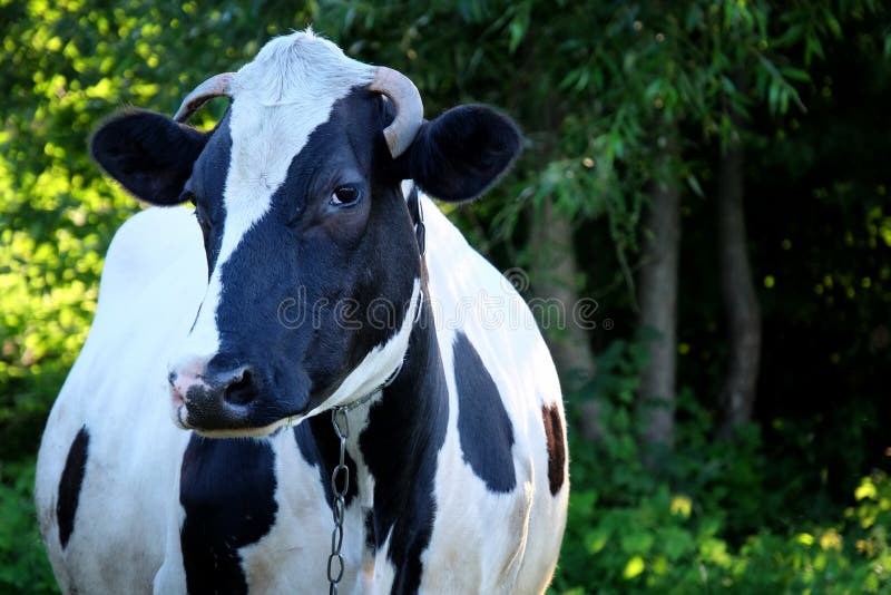 A Portrait of a Beautiful Cow Stock Image - Image of mammal, animal ...