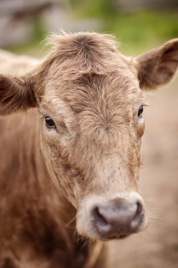 Portrait of a Beautiful Cow Bull Who Looks into the Camera Outdoors ...