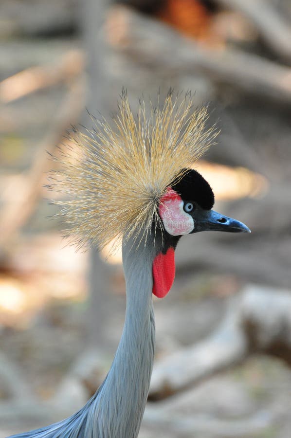 Portrait of Beautiful Crowned Crane. Stock Image - Image of green ...
