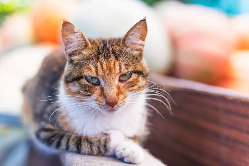 Portrait of a Beautiful Cute Red Cat Stock Photo - Image of look, house ...