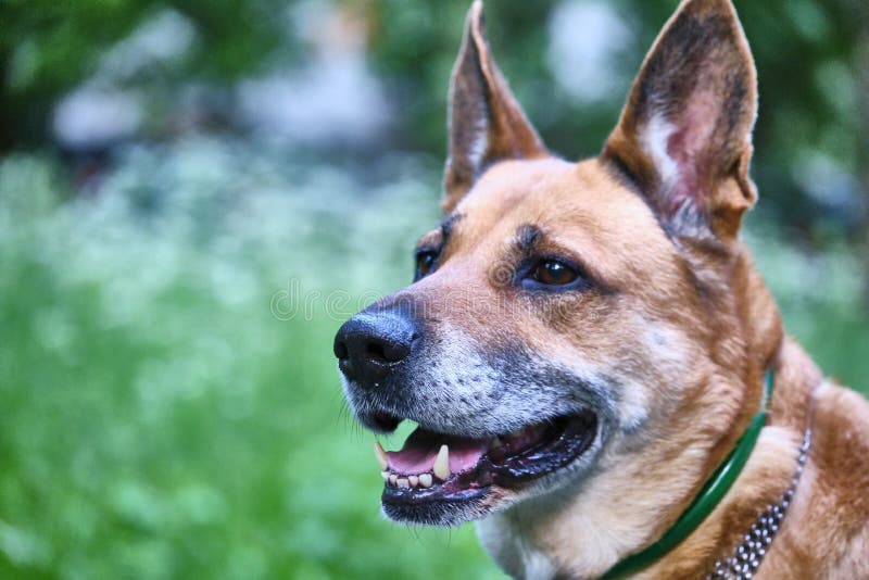 550 Dog General Photos - Free & Royalty-Free Stock Photos from Dreamstime