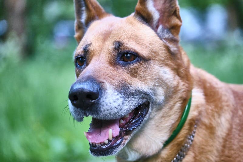 550 Dog General Photos - Free & Royalty-Free Stock Photos from Dreamstime