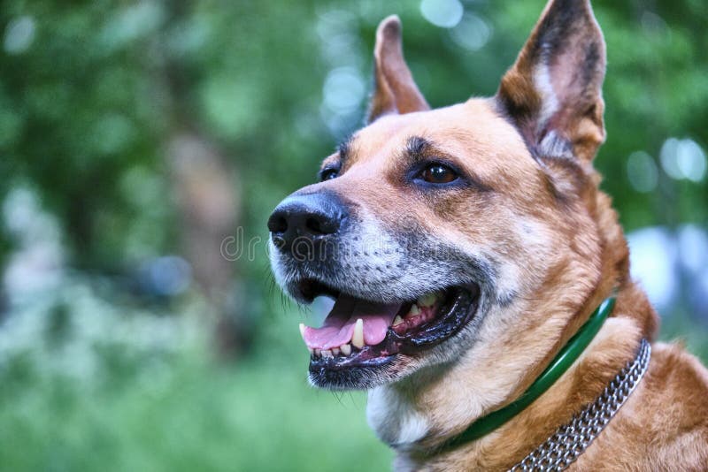 550 Dog General Photos - Free & Royalty-Free Stock Photos from Dreamstime