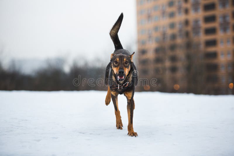 Portrait of Beautiful Dog, Running at Camera Stock Image - Image of ...