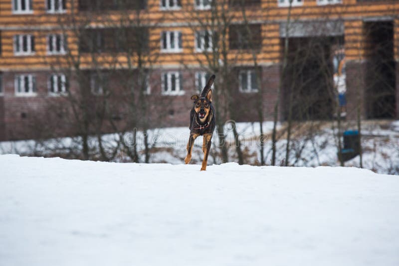 Portrait of Beautiful Dog, Running at Camera Stock Image - Image of ...