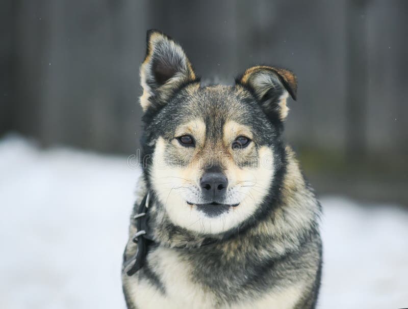 Portrait of Beautiful Dog Looking Right Stock Image - Image of fear ...