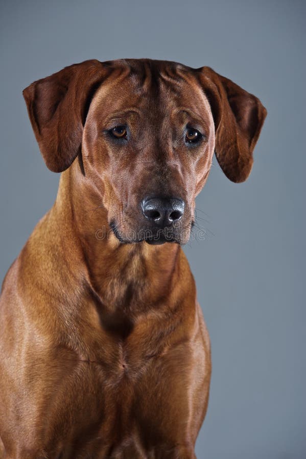 Rhodesian Ridgeback Portrait Stock Photo - Image of beautiful, dogs: 973752