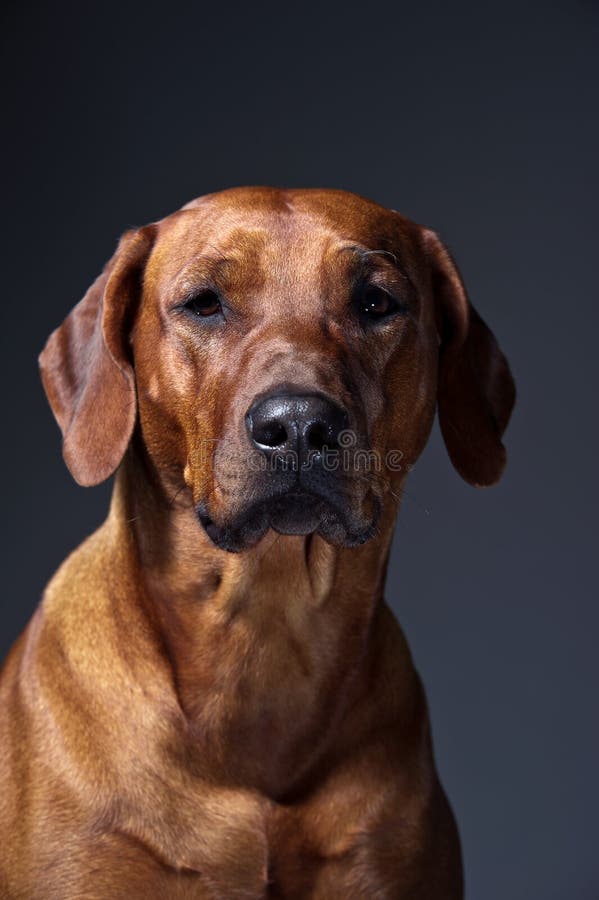 Cute Rhodesian Ridgeback stock photo. Image of attentive - 973850