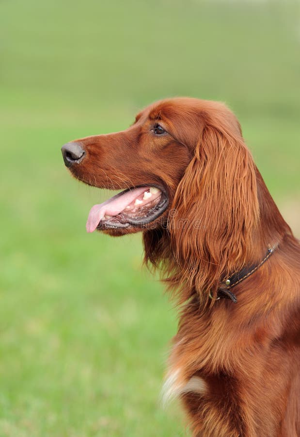 Portrait Beautiful Dog, Vertical, Outdoors Stock Image - Image of ...