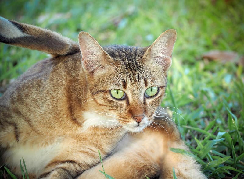 Portrait of Beautiful Domestic Cat Stock Photo - Image of sweet, pretty ...