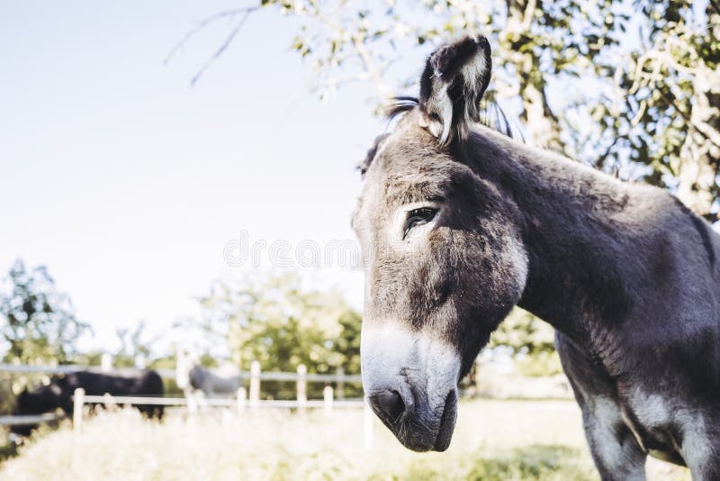 Portrait of a Beautiful Donkey Stock Image - Image of breeding, cute ...