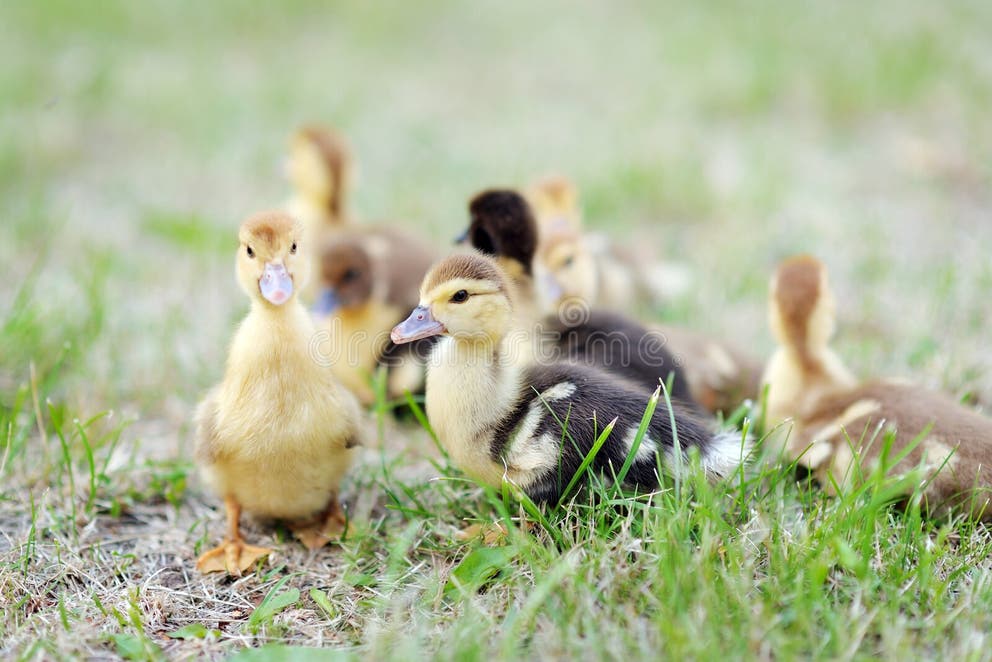 Portrait of Beautiful Ducklings Stock Photo - Image of life, flowers ...