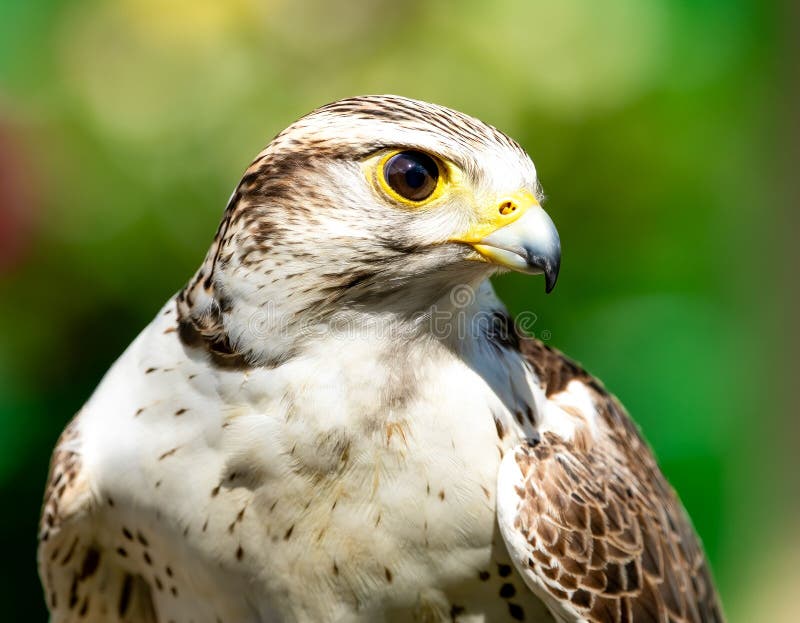 Portrait of a Beautiful Eagle Stock Image - Image of closeup, beauty ...