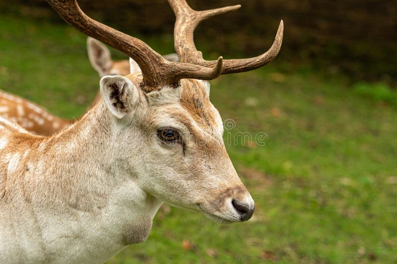 194 Happy Fallow Deer Stock Photos - Free & Royalty-Free Stock Photos ...