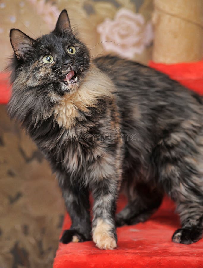 Portrait of a Beautiful Female Cat Stock Photo - Image of domestic ...