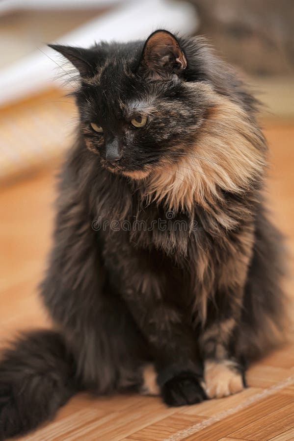 Portrait of a Beautiful Female Cat Stock Photo - Image of brown ...