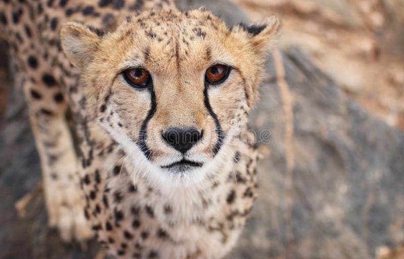 Cheetah stock image. Image of hunter, predator, carnivore - 112656993
