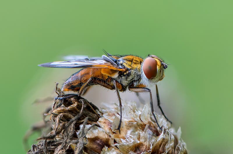 Portrait of a Beautiful Fly Stock Photo - Image of forest, stacking ...