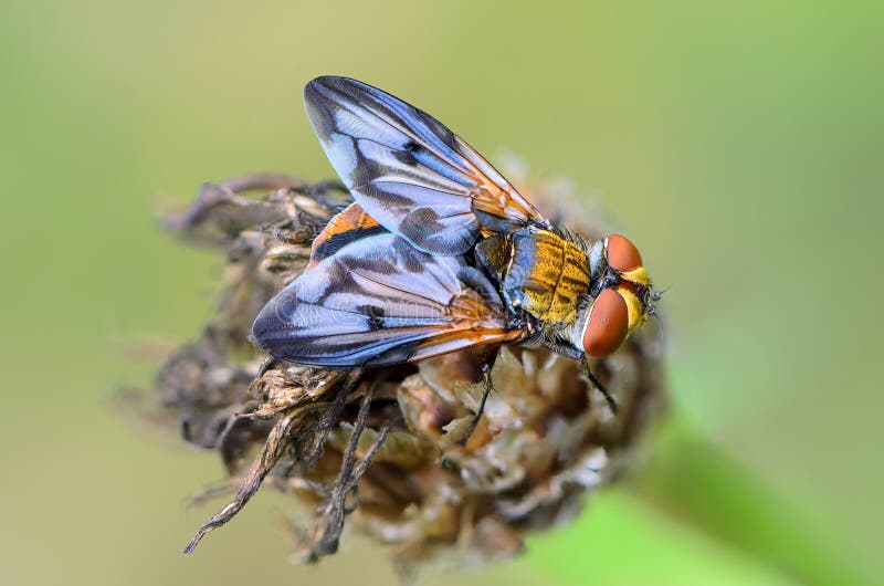 Portrait of a Beautiful Fly Stock Image - Image of macro, animals ...