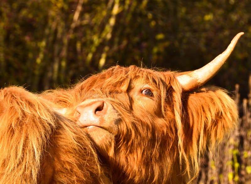 Portrait of a Beautiful Furry Bull in the Daylight Stock Photo - Image ...