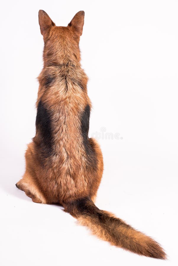 Portrait of a Beautiful German Shepherd Stock Image - Image of portrait ...