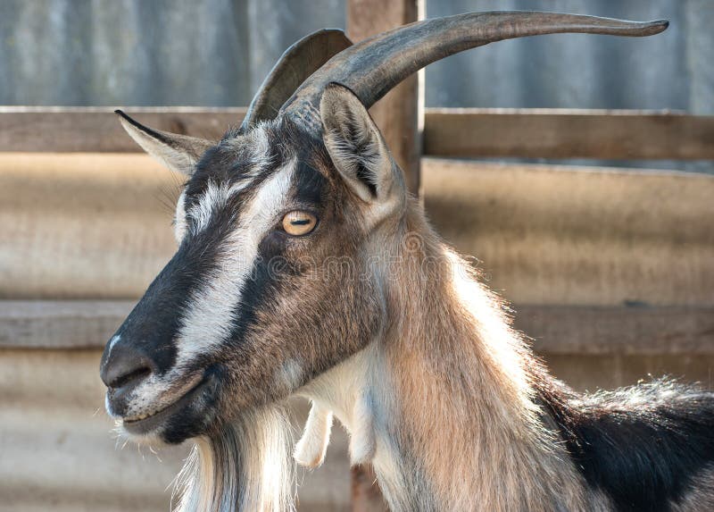 Portrait of Beautiful Goats Stock Photo - Image of horn, relaxing: 96748982