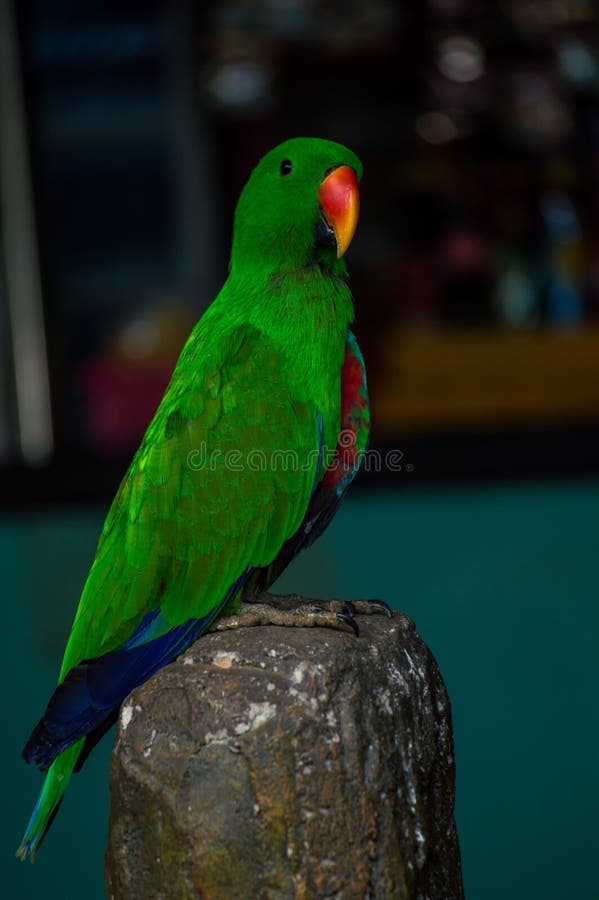 Parrot on the perch stock photo. Image of macaw, agapornis - 28506404