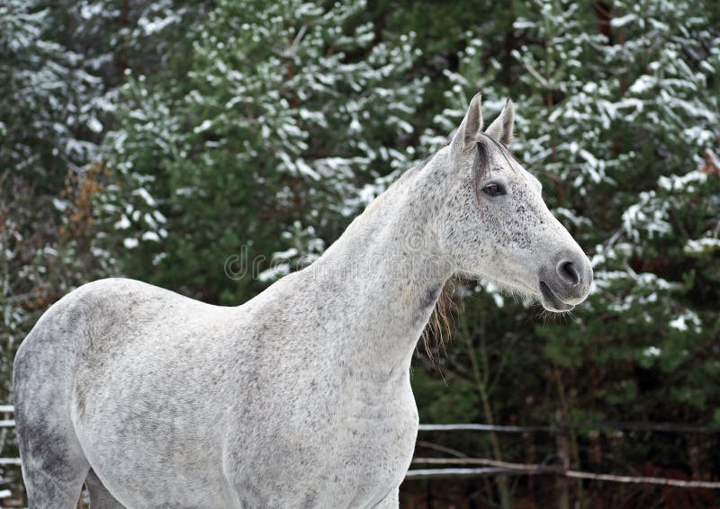 Beautiful Grey Tabby Cat Sitting on Autumn Leaves Stock Photo - Image ...
