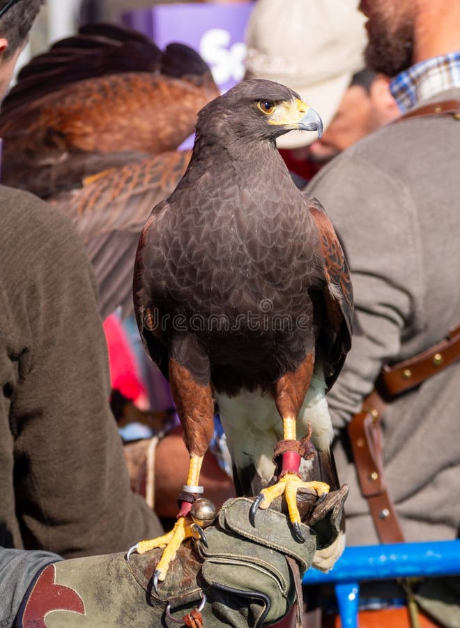 Portrait of a Beautiful Harris Eagle on the Fist of a Falconer Stock ...