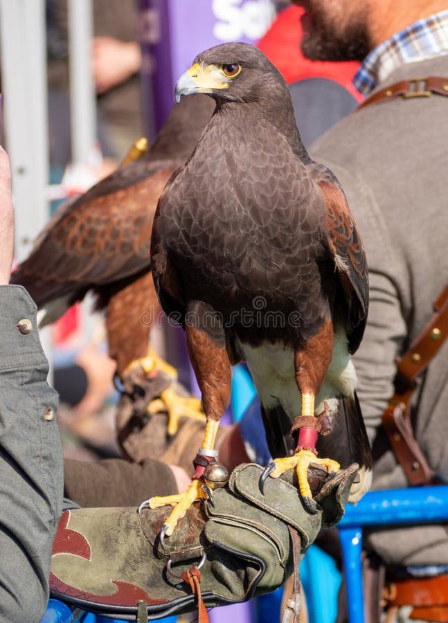 Portrait of a Beautiful Harris Eagle on the Fist of a Falconer Stock ...