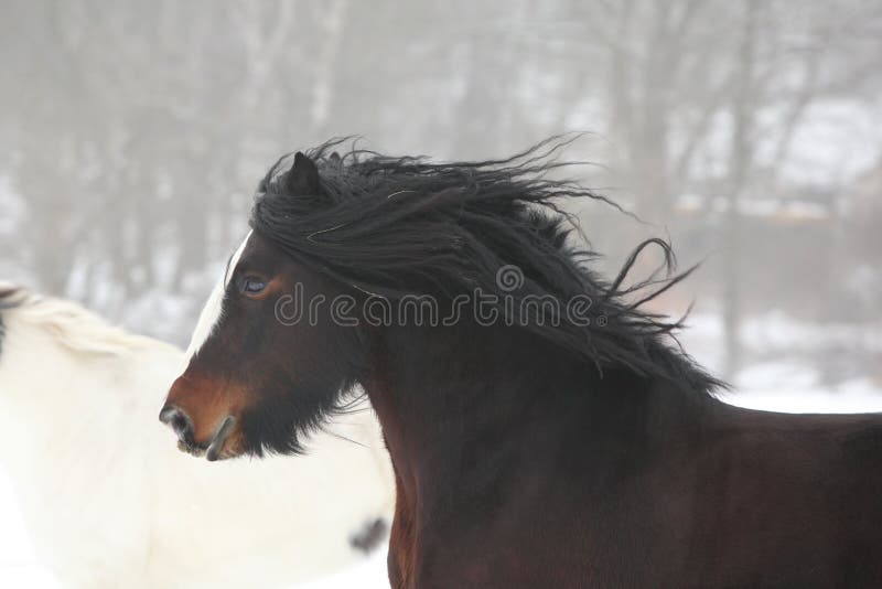 Beautiful Irish Cob Running in Winter Stock Image - Image of speed ...