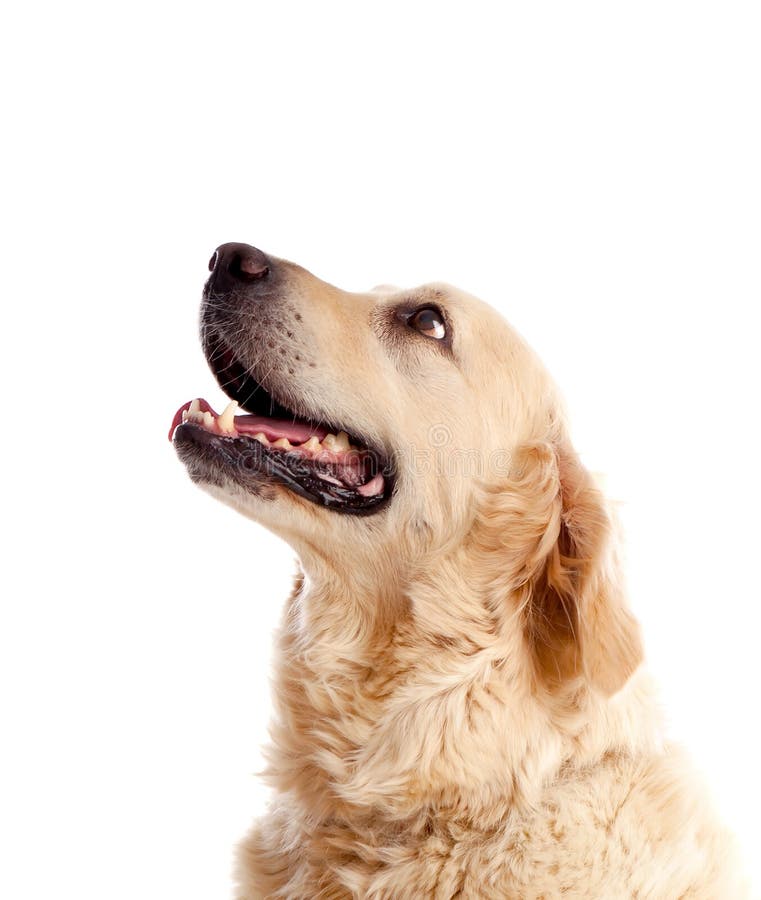 133 Yellow Lab Head Shot Stock Photos - Free & Royalty-Free Stock ...