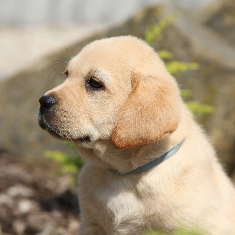 Beautiful Labrador Retriever Sitting Down Stock Photo - Image of ...