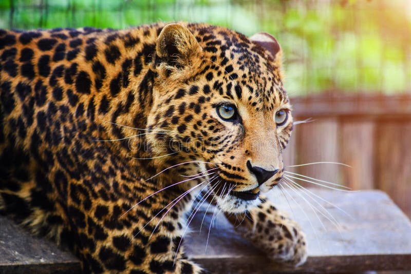Portrait of a Beautiful Leopard Stock Photo - Image of powerful, nature ...