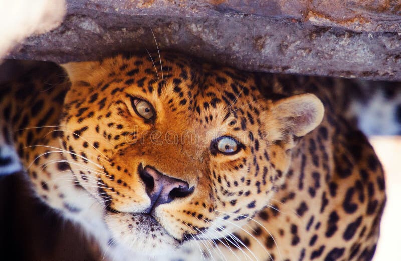 Portrait of a Beautiful Leopard Stock Image - Image of carnivore ...