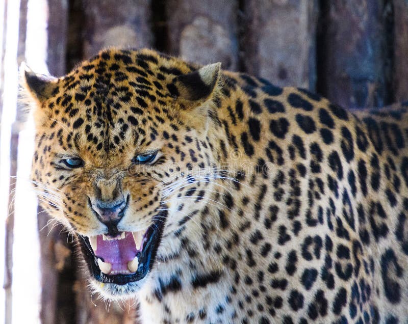 Portrait of a Beautiful Leopard Stock Image - Image of jungle, face ...