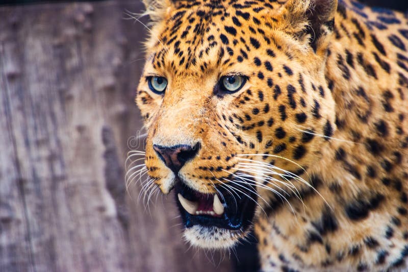Portrait of a Beautiful Leopard Stock Photo - Image of face, danger ...