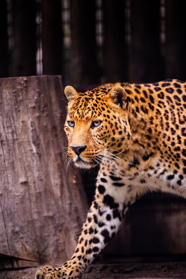 Portrait of a Beautiful Leopard Stock Photo - Image of leopard ...