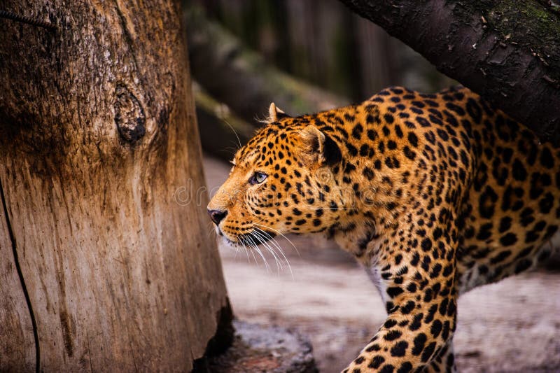 Portrait of a Beautiful Leopard Stock Photo - Image of beautiful ...
