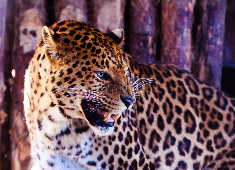 Portrait of a Beautiful Leopard. Big Cat Stock Photo - Image of ...