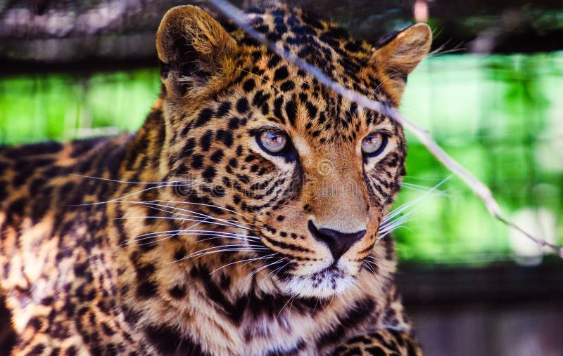Portrait of a Beautiful Leopard. Big Cat Stock Photo - Image of ...