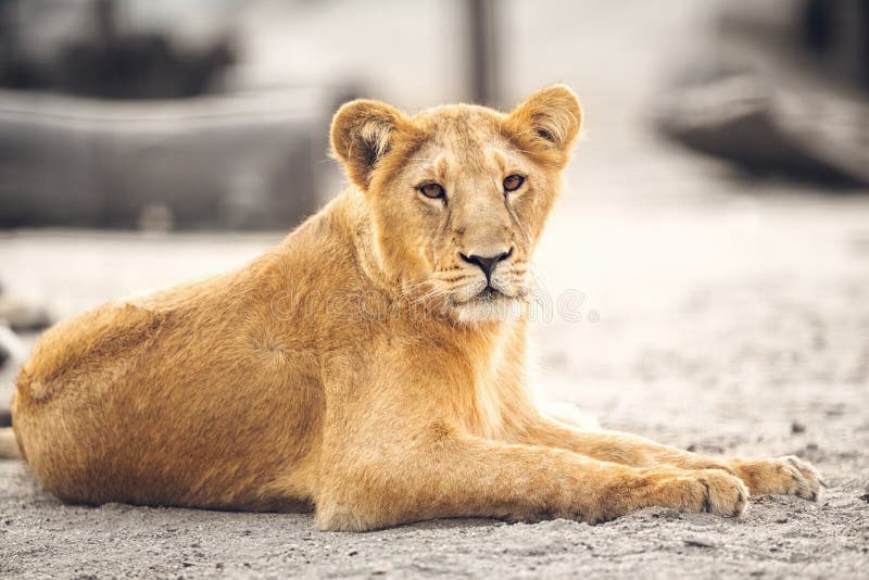 Portrait of Beautiful Lioness Stock Photo - Image of aggression, hunter ...