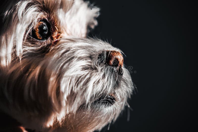 Portrait of a Beautiful Little Dog Stock Photo - Image of brown ...